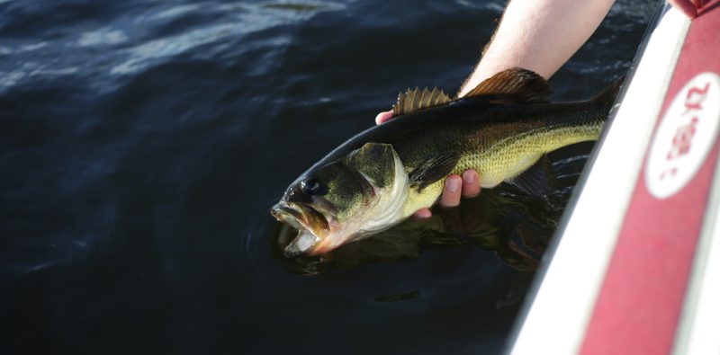 Do Bass Have Teeth? - Survival Tech Shop